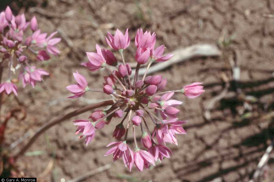 Plant - ALBI2