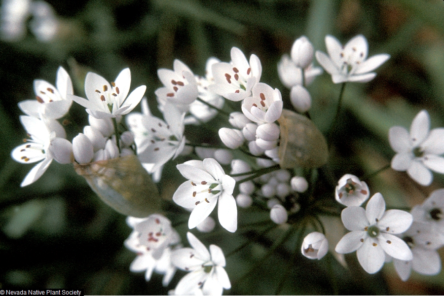 Plant - ALVA