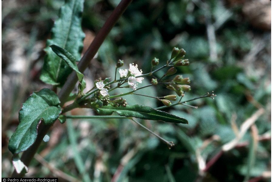 NWPL - Species by Region