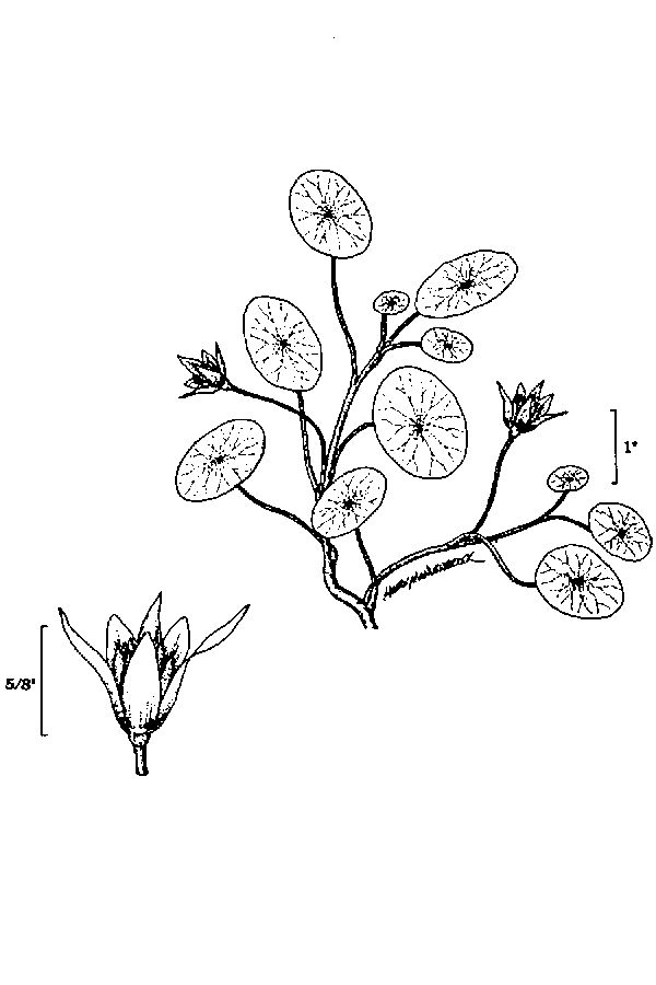 Plant - BRSC