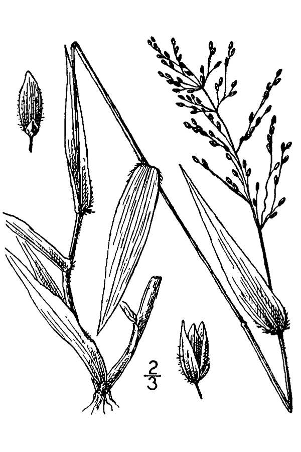 Plant - DICO2