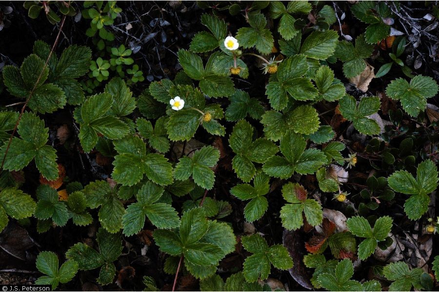 NWPL - Species by Region