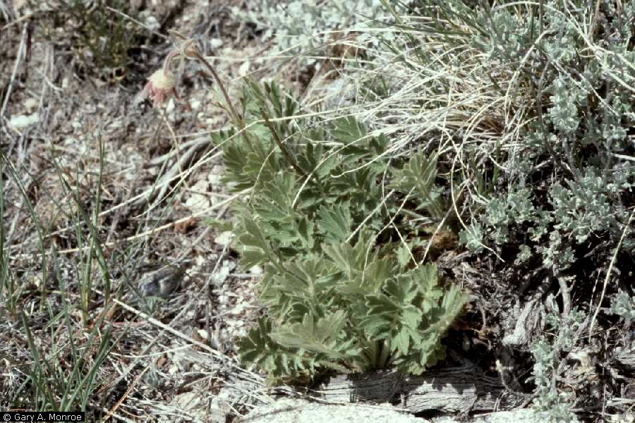 Plant - GETR