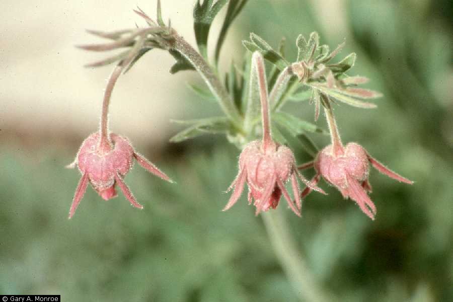 Plant - GETR