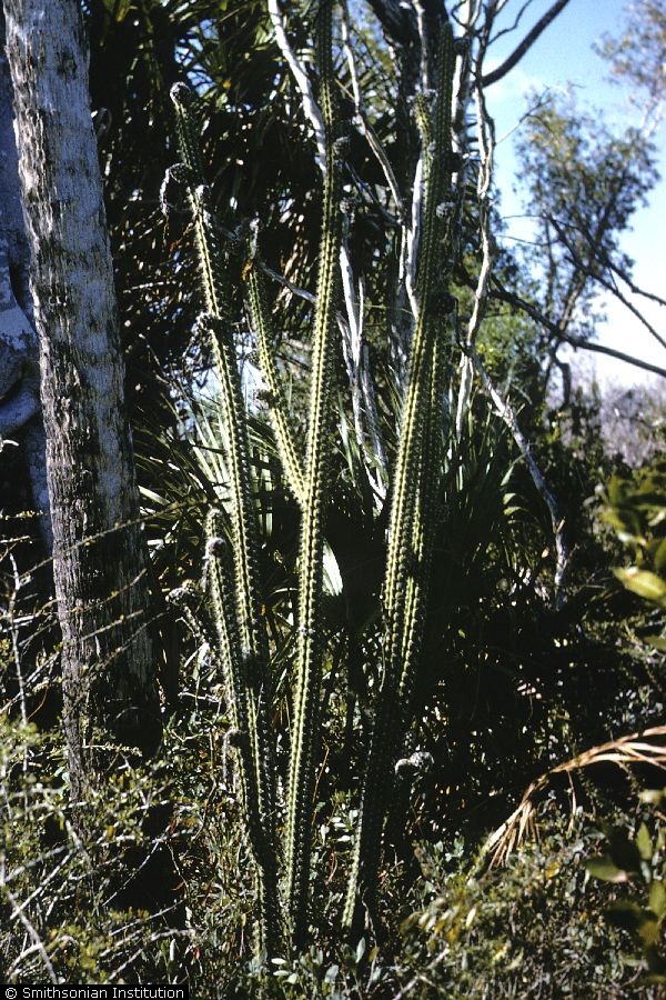 NWPL - Species by Region