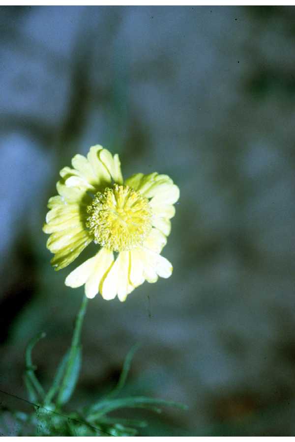 Plant - HEAU
