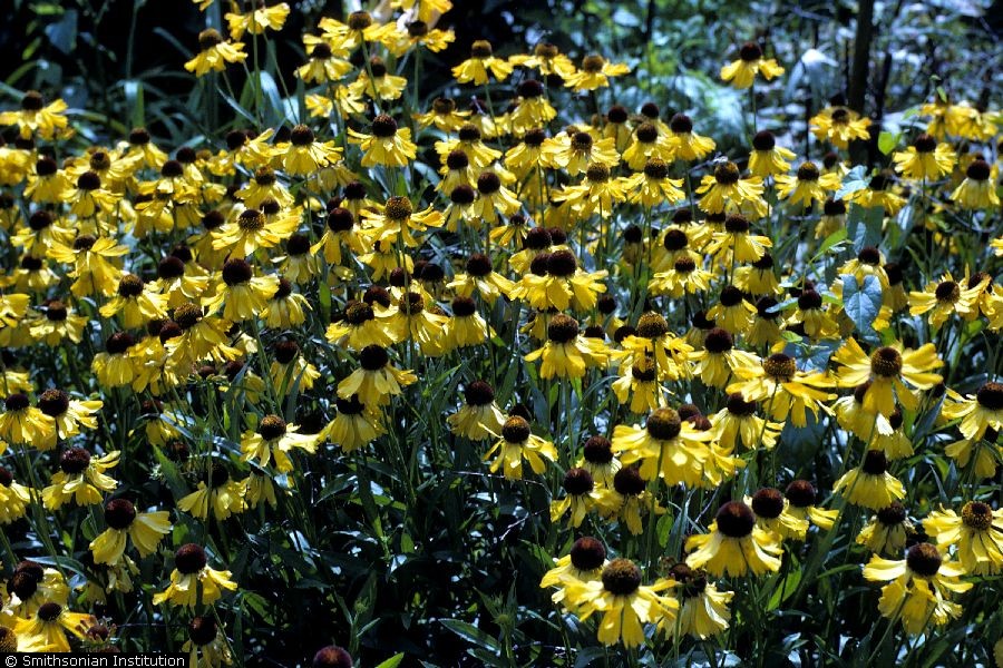 Plant - HEAU