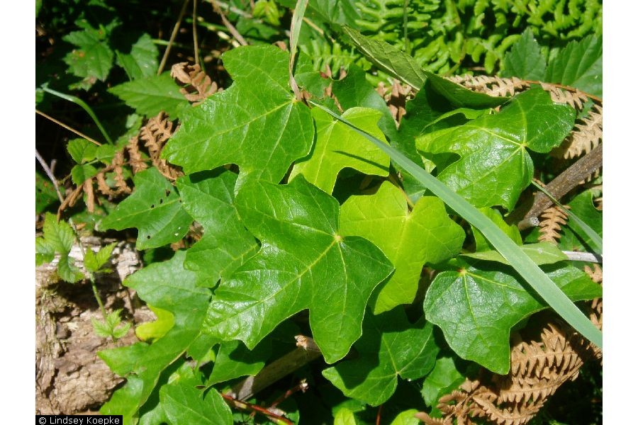 Plant - HEHE