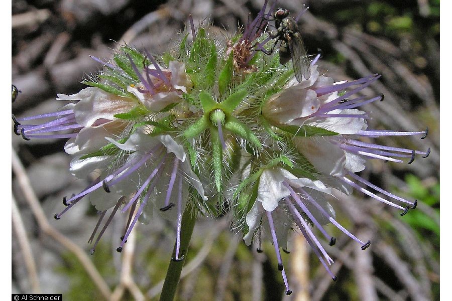 Plant - HYFE