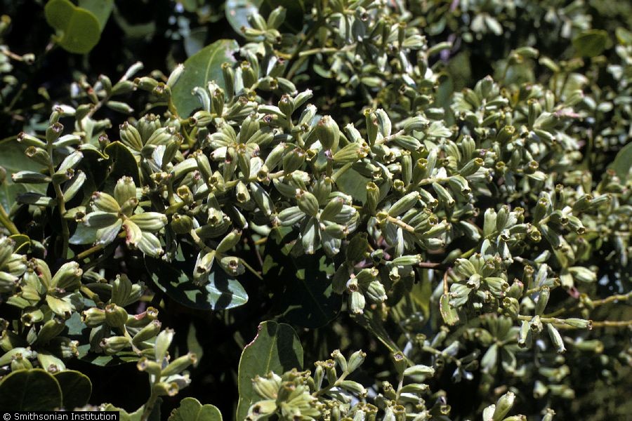 Plant - LARA2