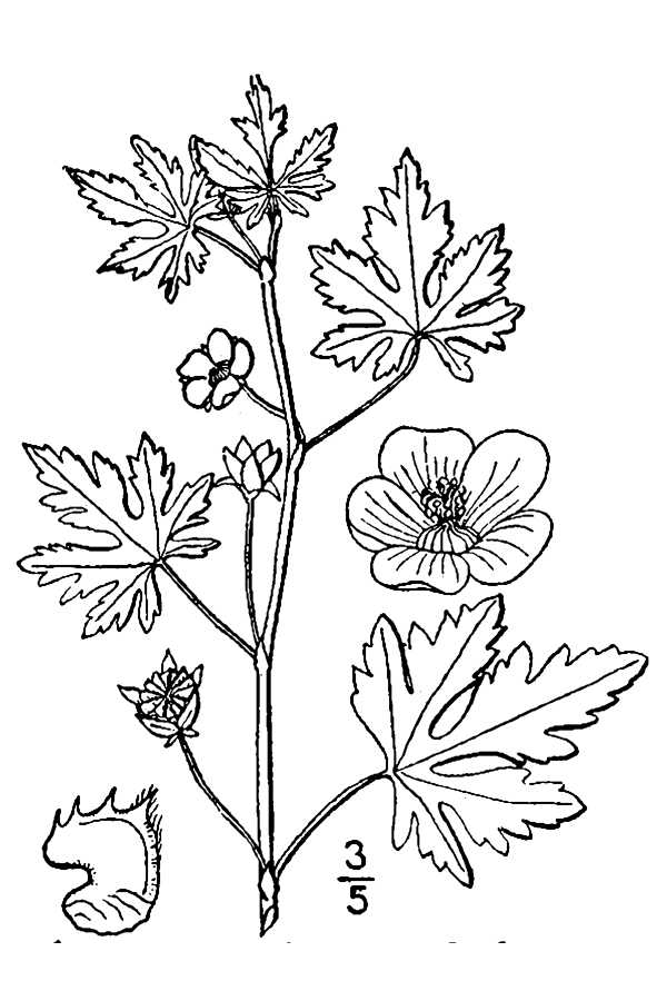 Plant - MOCA