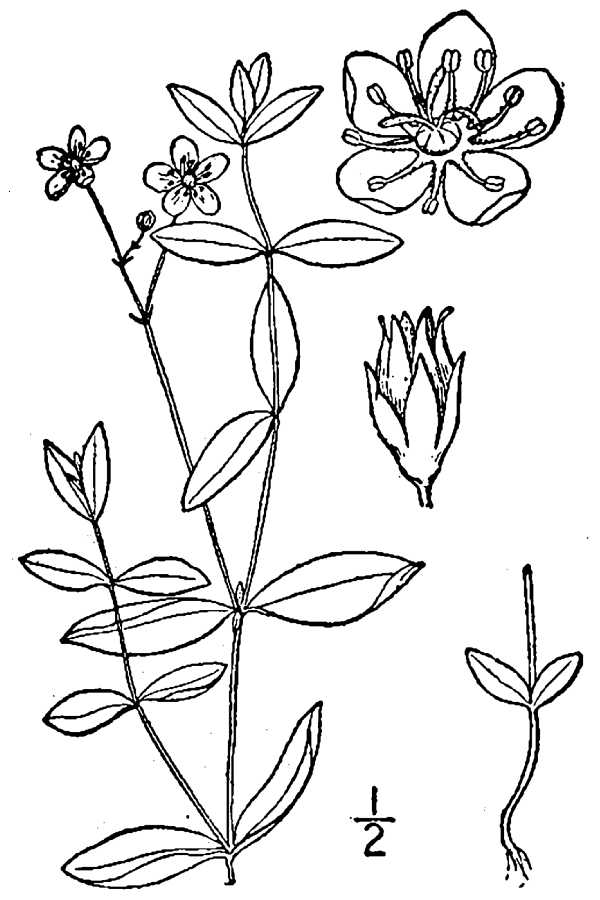Plant - MOLA6