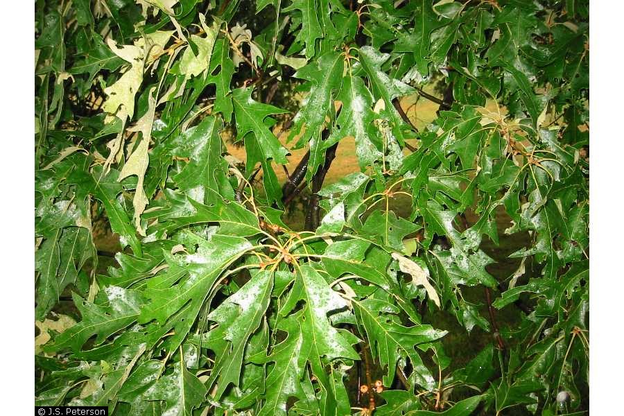 Plant - QUFA