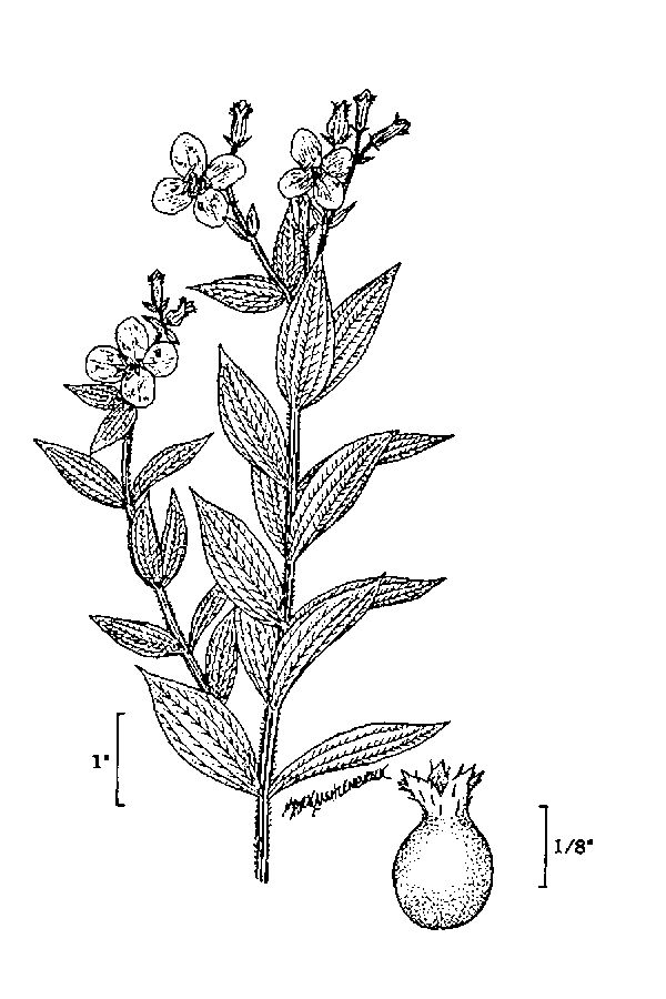Plant - RHMA