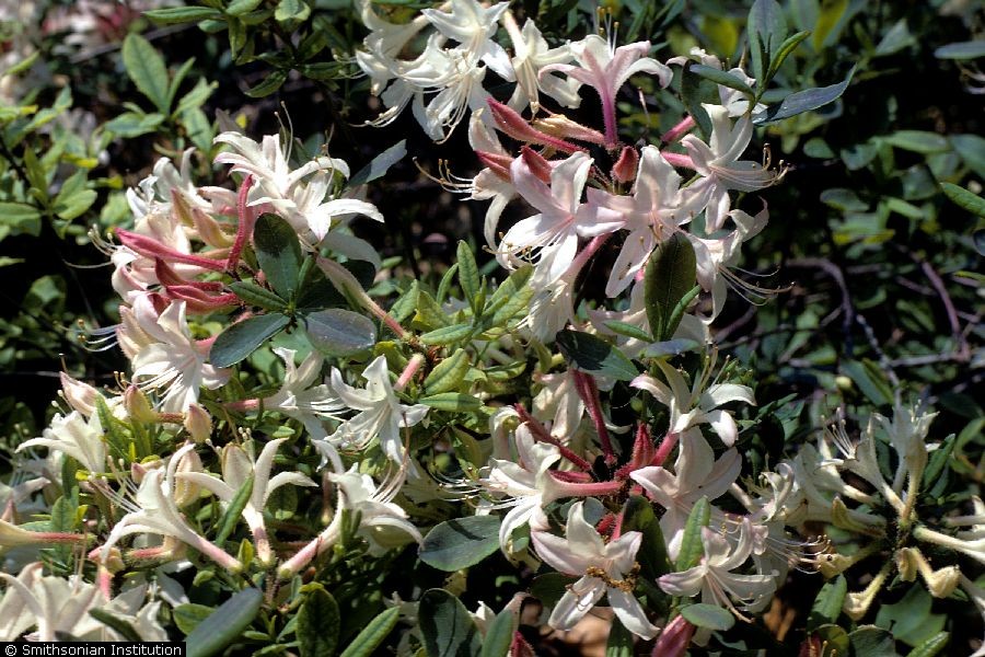 Plant - RHPR