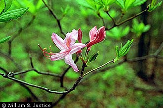 Plant - RHPR