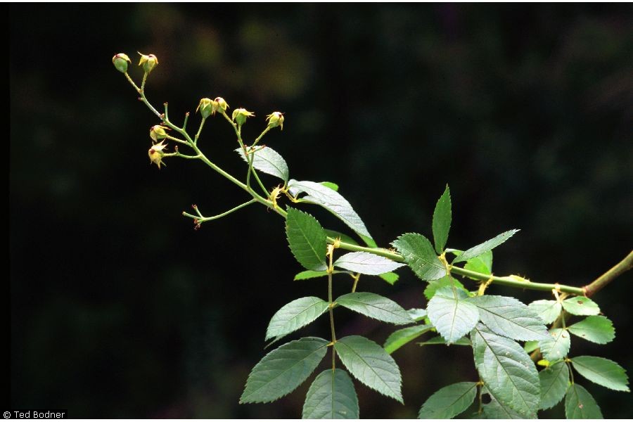 Plant - ROMU
