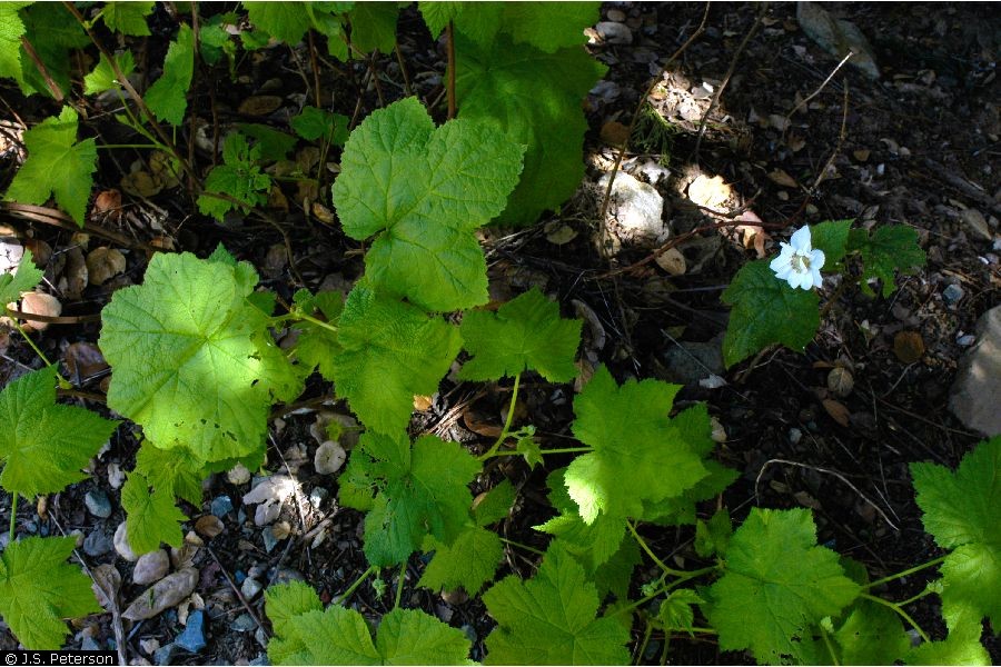 NWPL - Species by Region