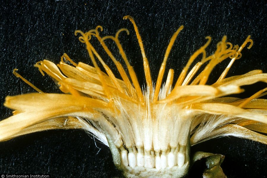 NWPL - Species by Region