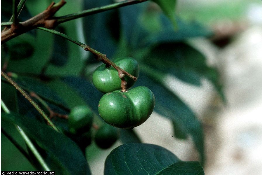 NWPL - Species by Region