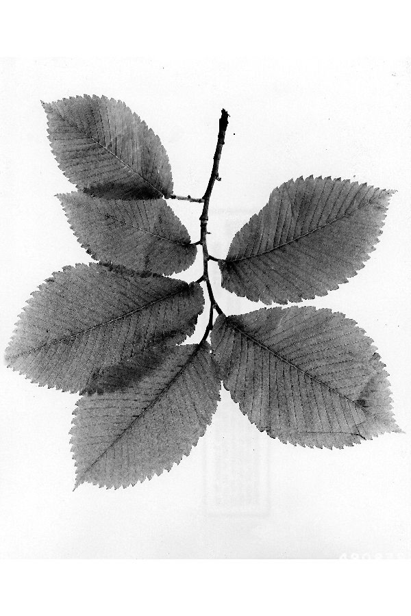 NWPL - Species by Region
