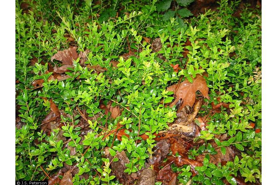 NWPL - Species Search