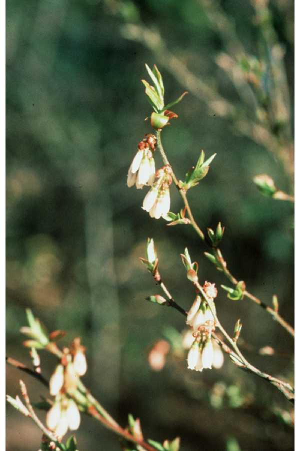 Plant - VAEL
